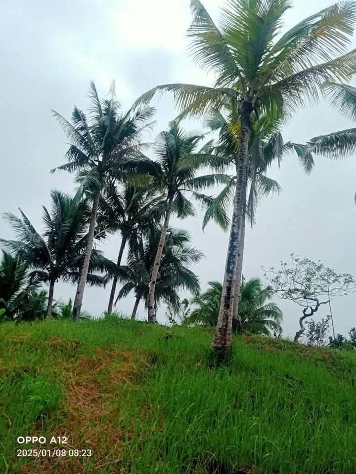 Overlooking Farm Lot for Sale – Affordable Price | Land Asia Realty