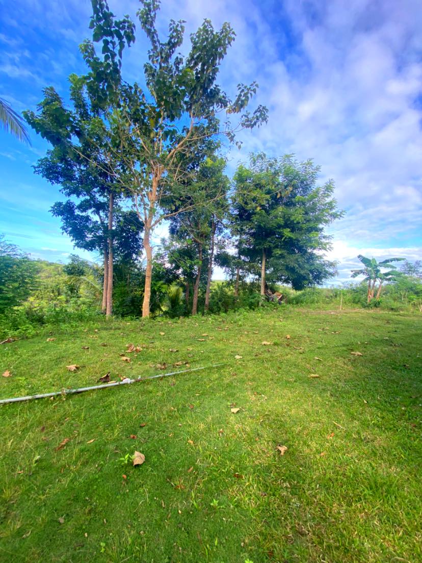 Farm Lot for Sale – Tuburan, Cebu | Land Asia Realty