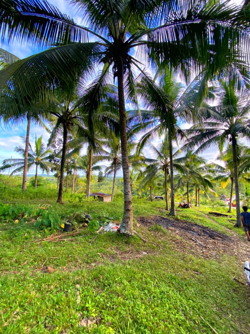 Farm Lot for Sale – Tuburan, Cebu | Land Asia Realty