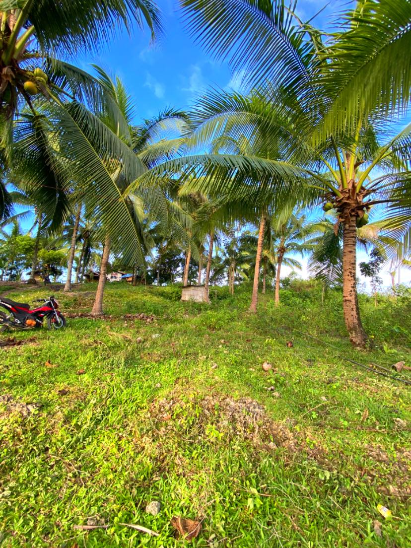 Farm Lot for Sale – Tuburan, Cebu | Land Asia Realty